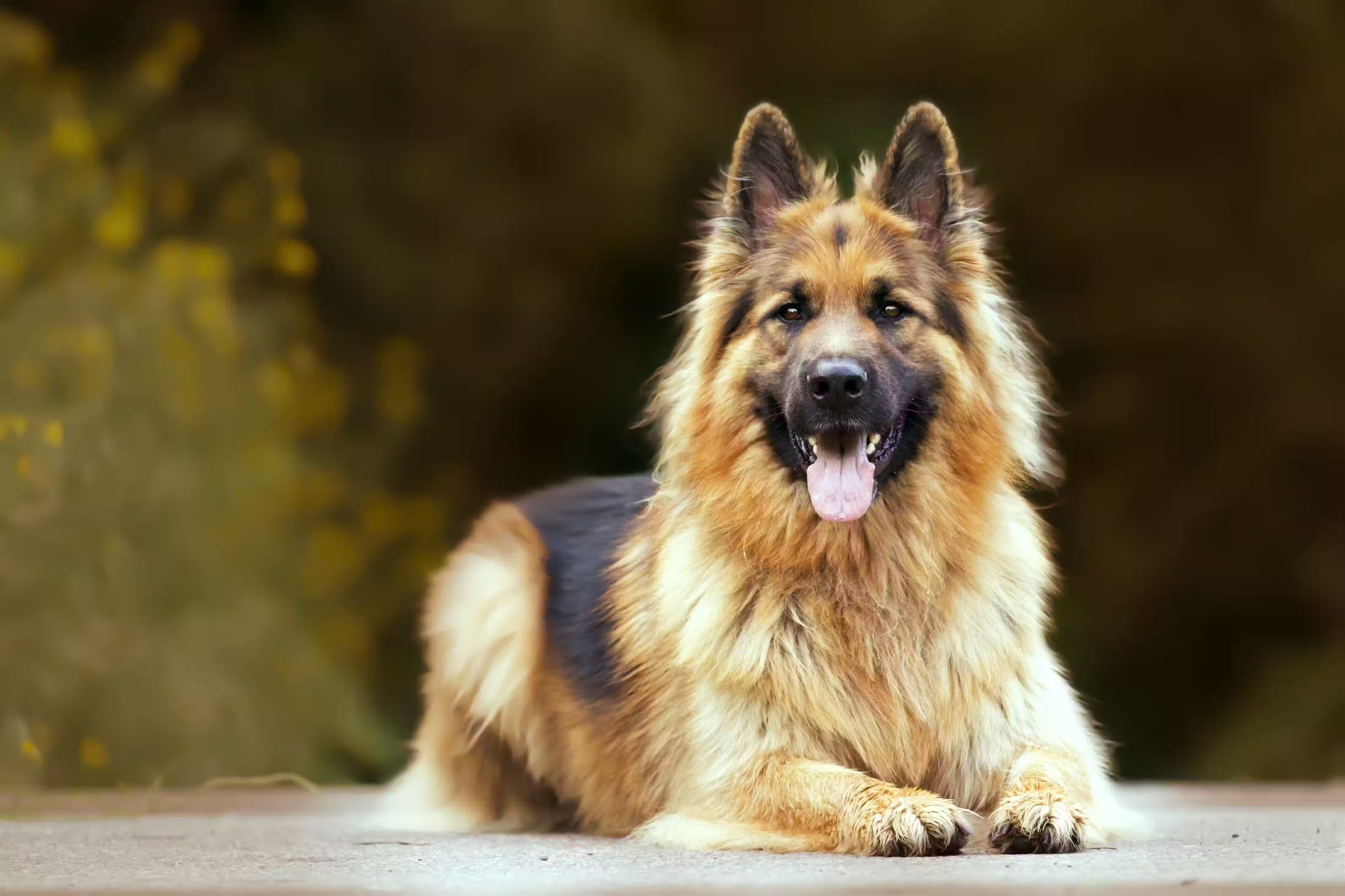 Best Dog Foods for German Shepherds (with prices) | Guide 2026 ...