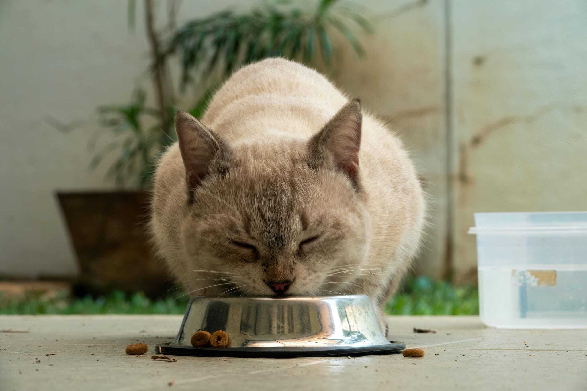 Veterinária – NutriPetPlan